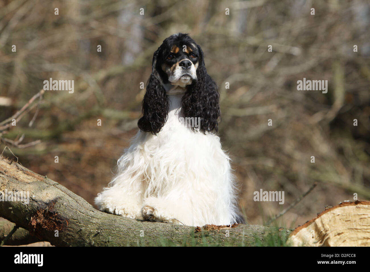 Dog American Cocker Spaniel adult (tricolor black, white and tan ...