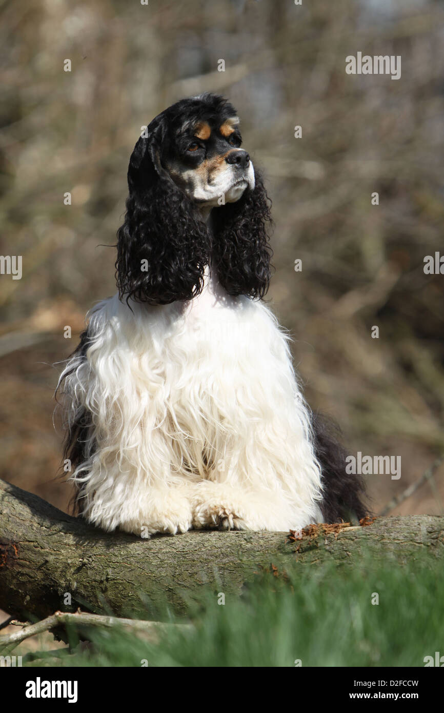 Dog American Cocker Spaniel adult (tricolor black, white and tan ...