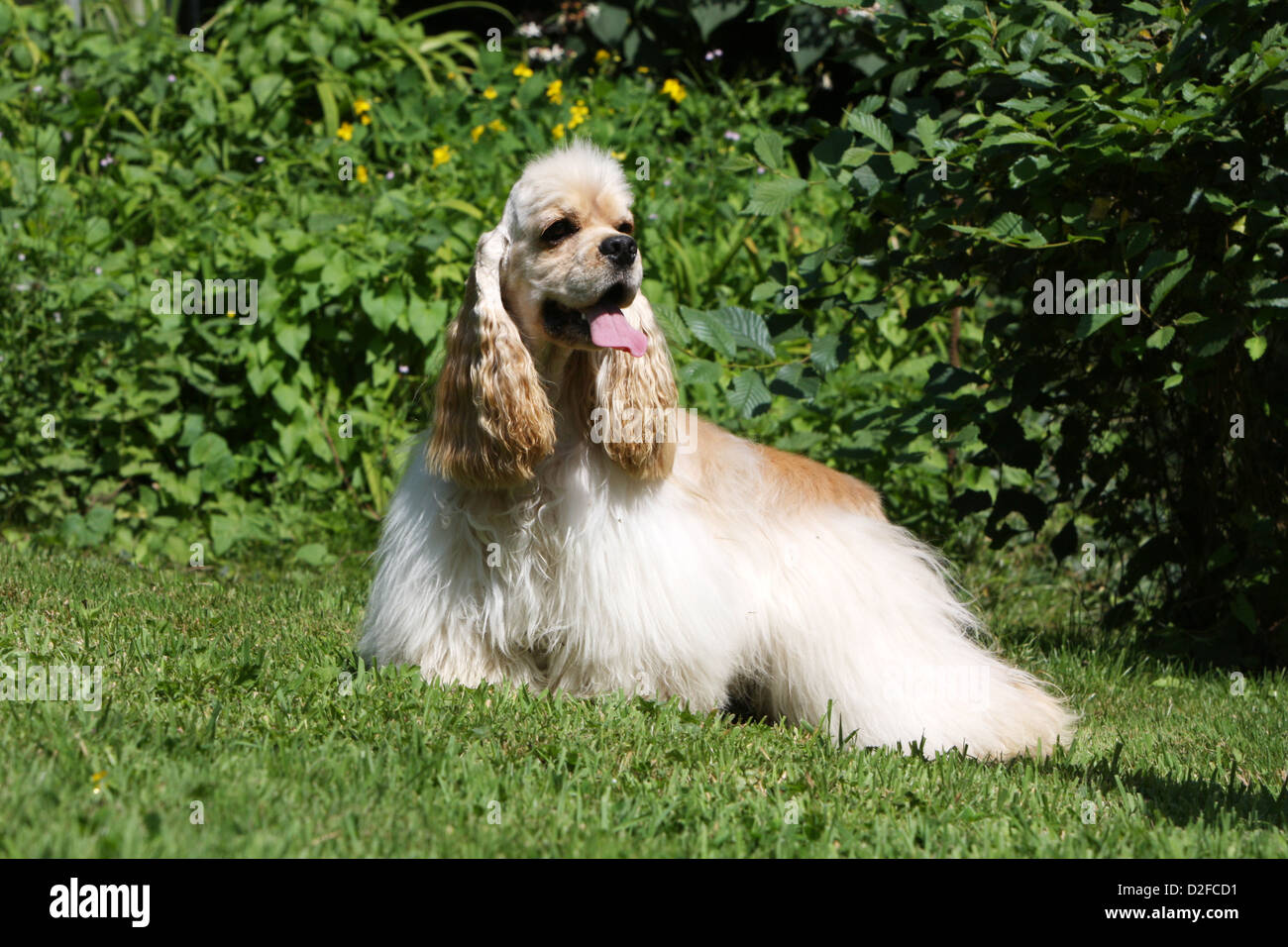 Dog American Cocker Spaniel adult (cream) standing in a garden Stock ...