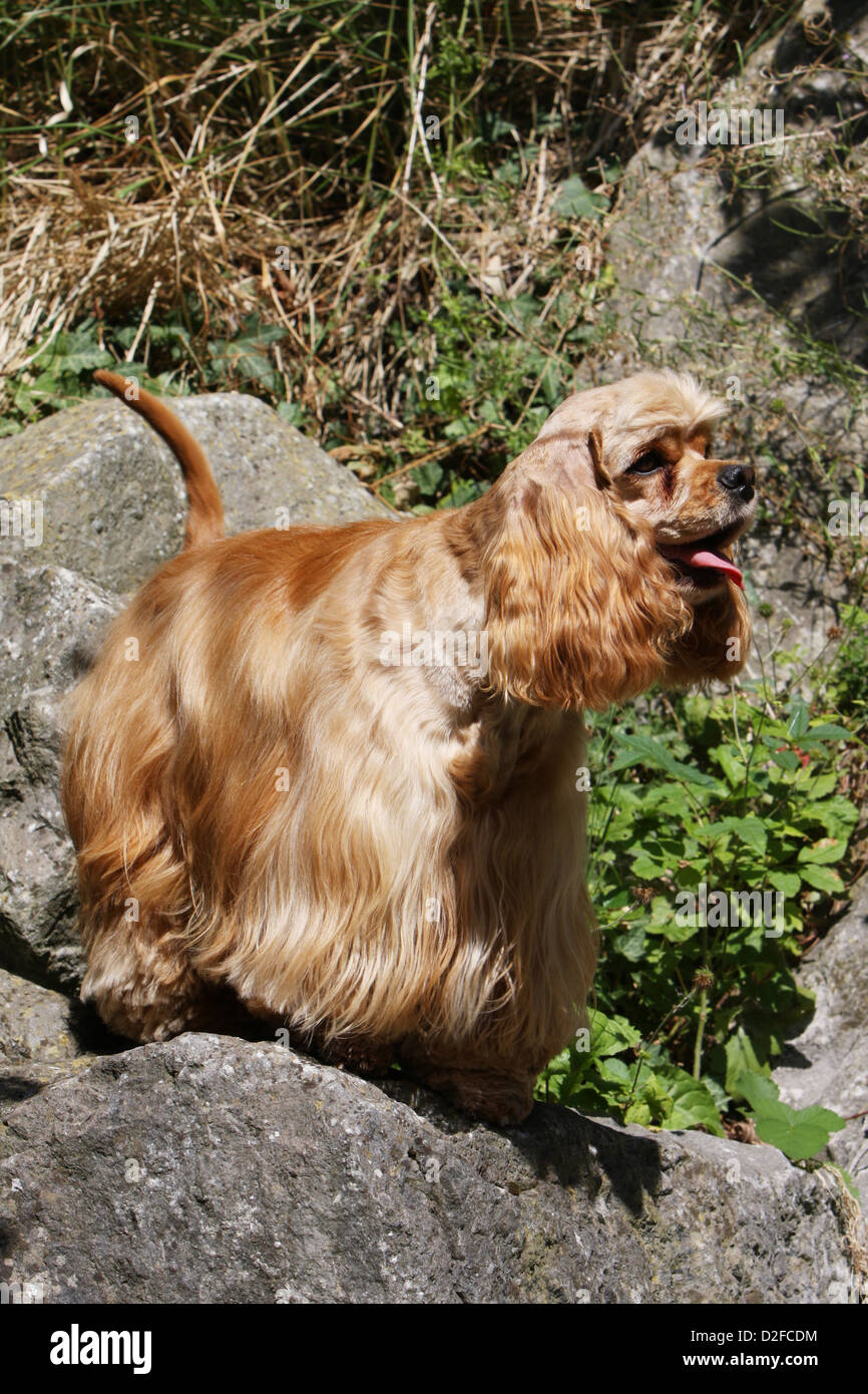 Dog American Cocker Spaniel adult (golden) standing on the rocks Stock ...