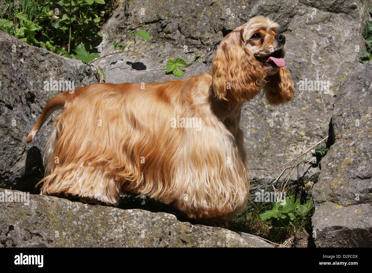 Dog American Cocker Spaniel adult (golden) standard profile on the ...