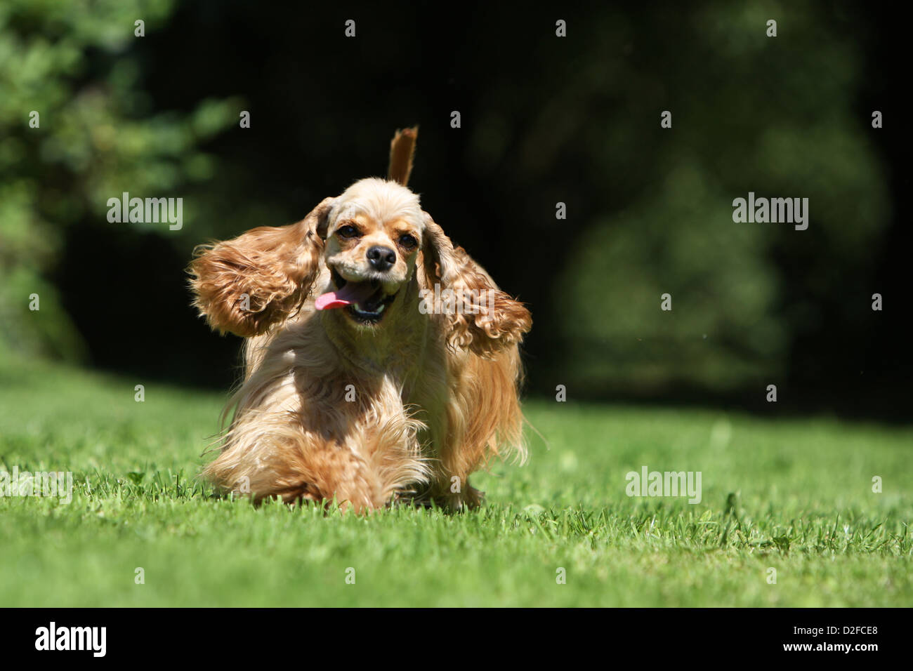 Dog American Cocker Spaniel adult (golden) running in a garden Stock ...