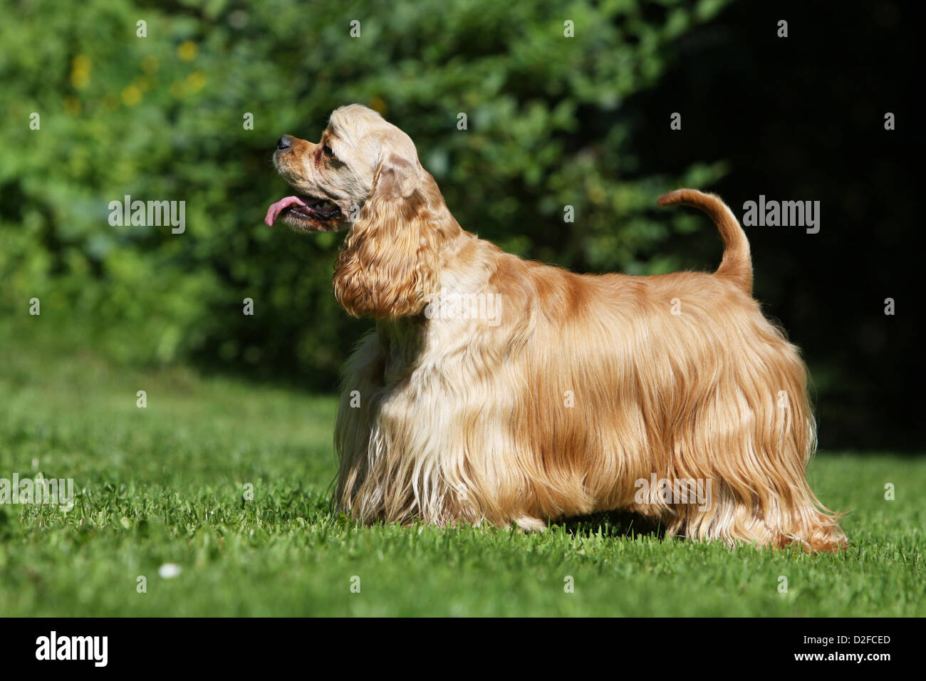 Dog American Cocker Spaniel adult (golden) standard profile Stock Photo ...