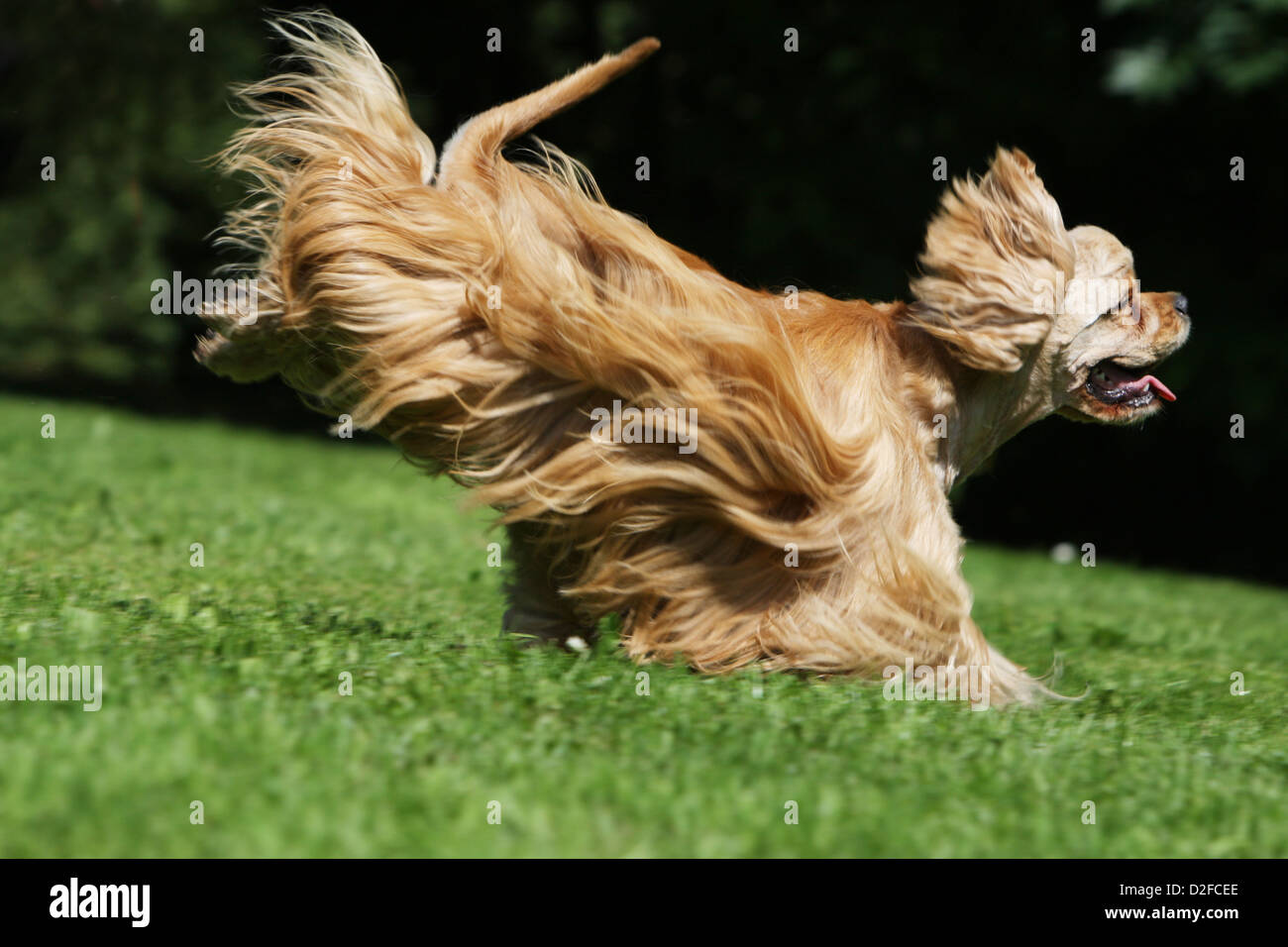 American cocker spaniel running hi-res stock photography and images - Alamy