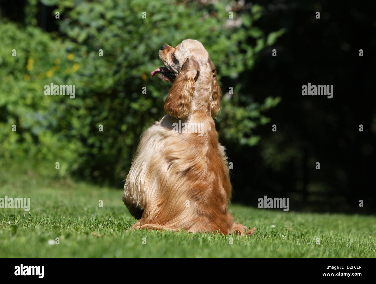 Dog American Cocker Spaniel adult (golden) standing on the back legs ...