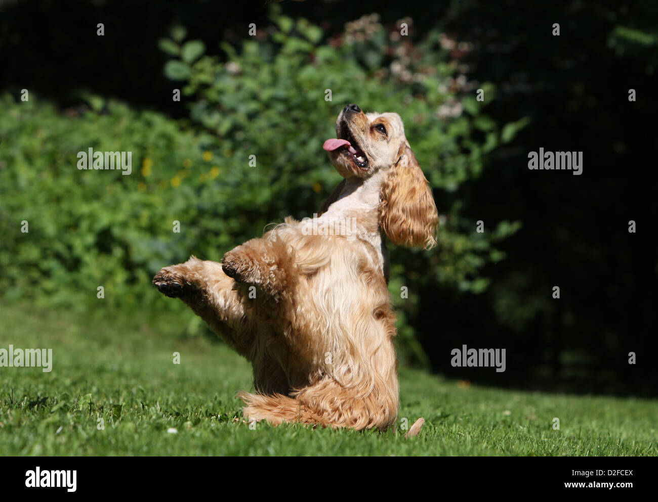 Dog American Cocker Spaniel adult (golden) standing on the back legs ...