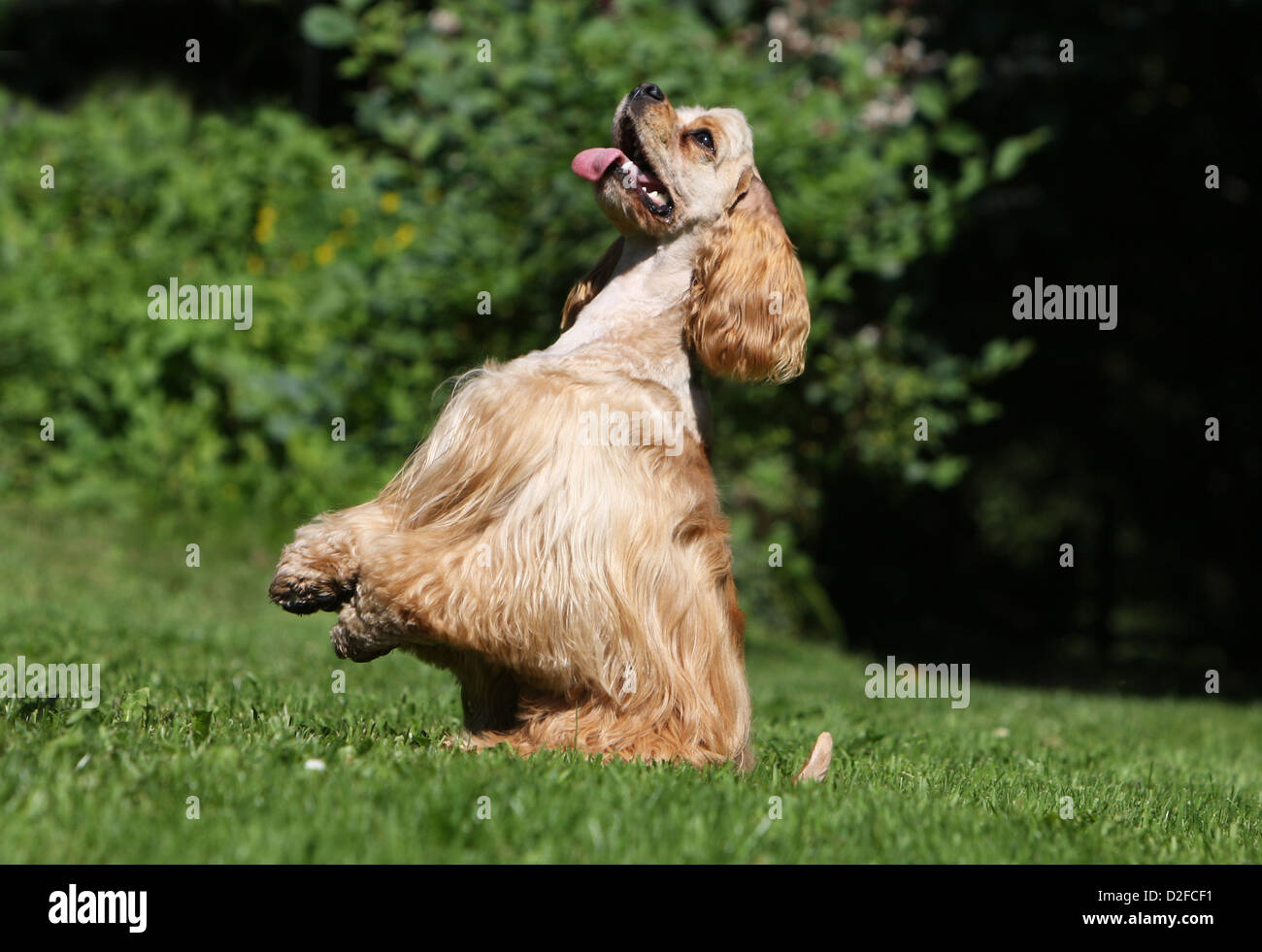 Dog American Cocker Spaniel adult (golden) standing on the back legs ...