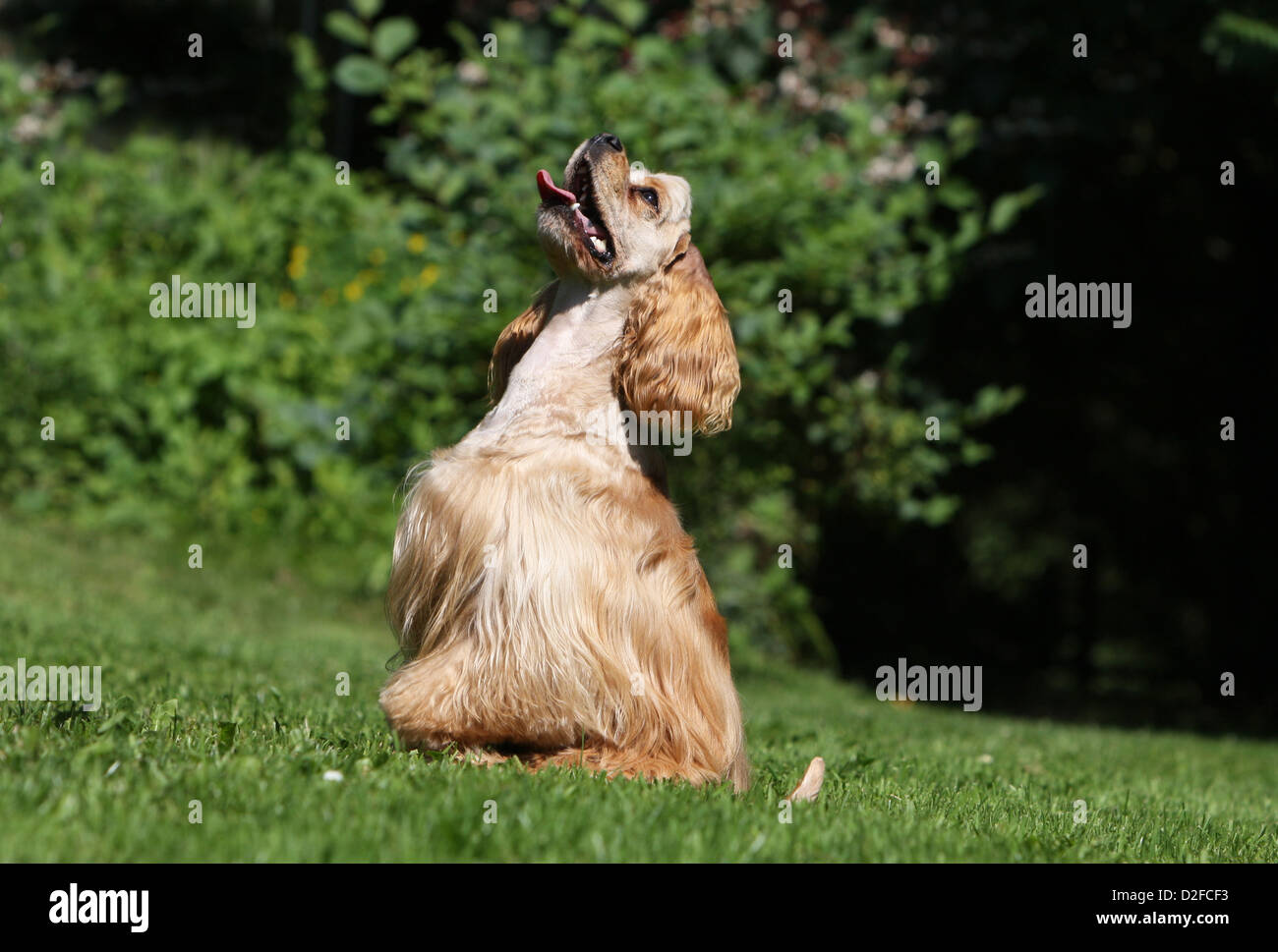 Dog American Cocker Spaniel adult (golden) standing on the back legs ...