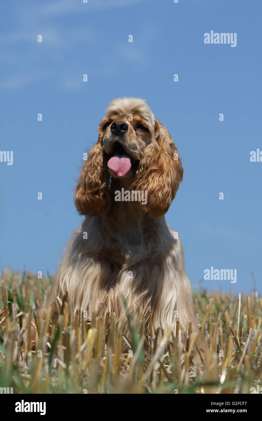 American cockers hi-res stock photography and images - Alamy