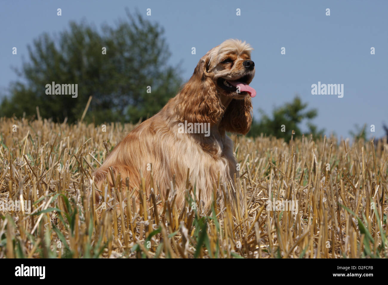 Dog American Cocker Spaniel adult (golden) sitting in a field Stock ...