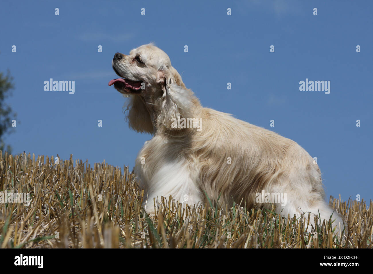 Dog American Cocker Spaniel adult (cream) standard profile Stock Photo ...