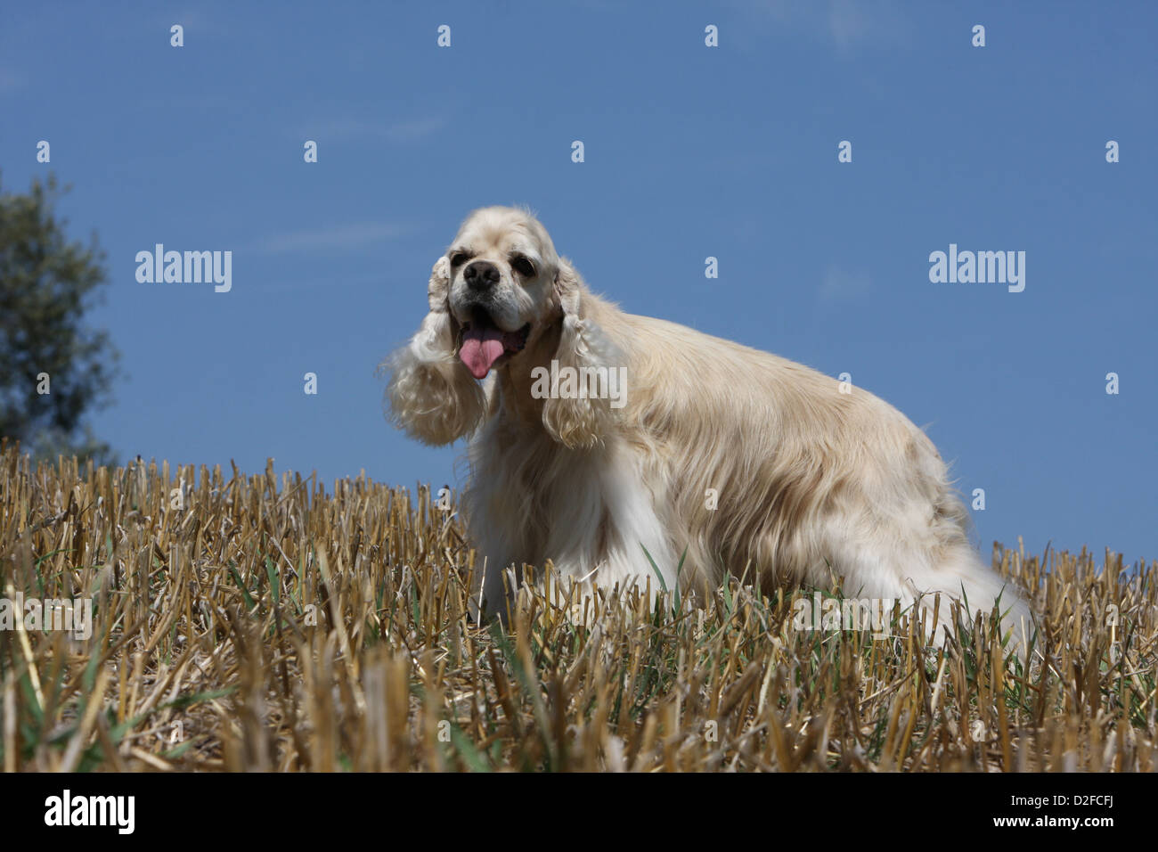 American cockers hi-res stock photography and images - Alamy