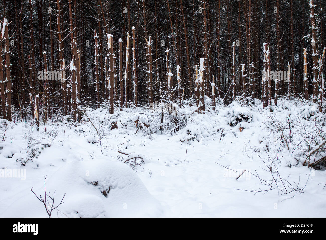 Twisting tree roots hi-res stock photography and images - Alamy