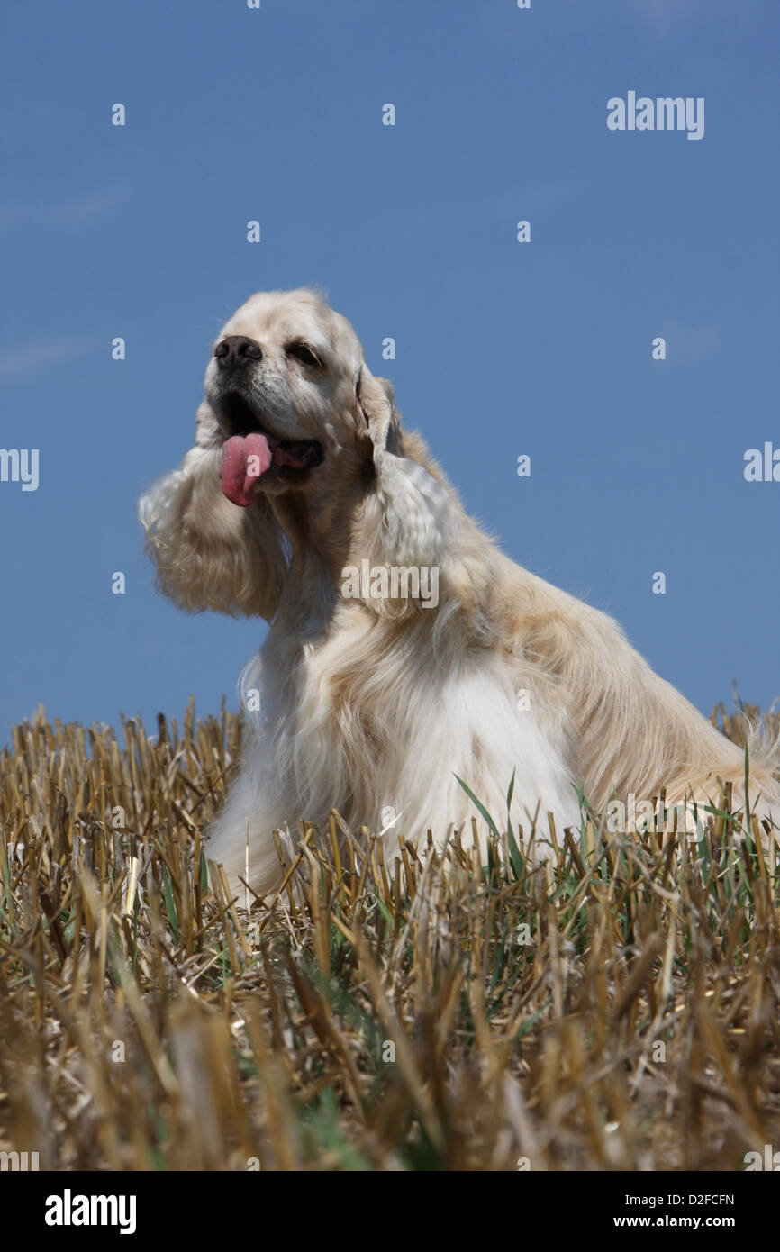 American spaniel adults hi-res stock photography and images - Alamy