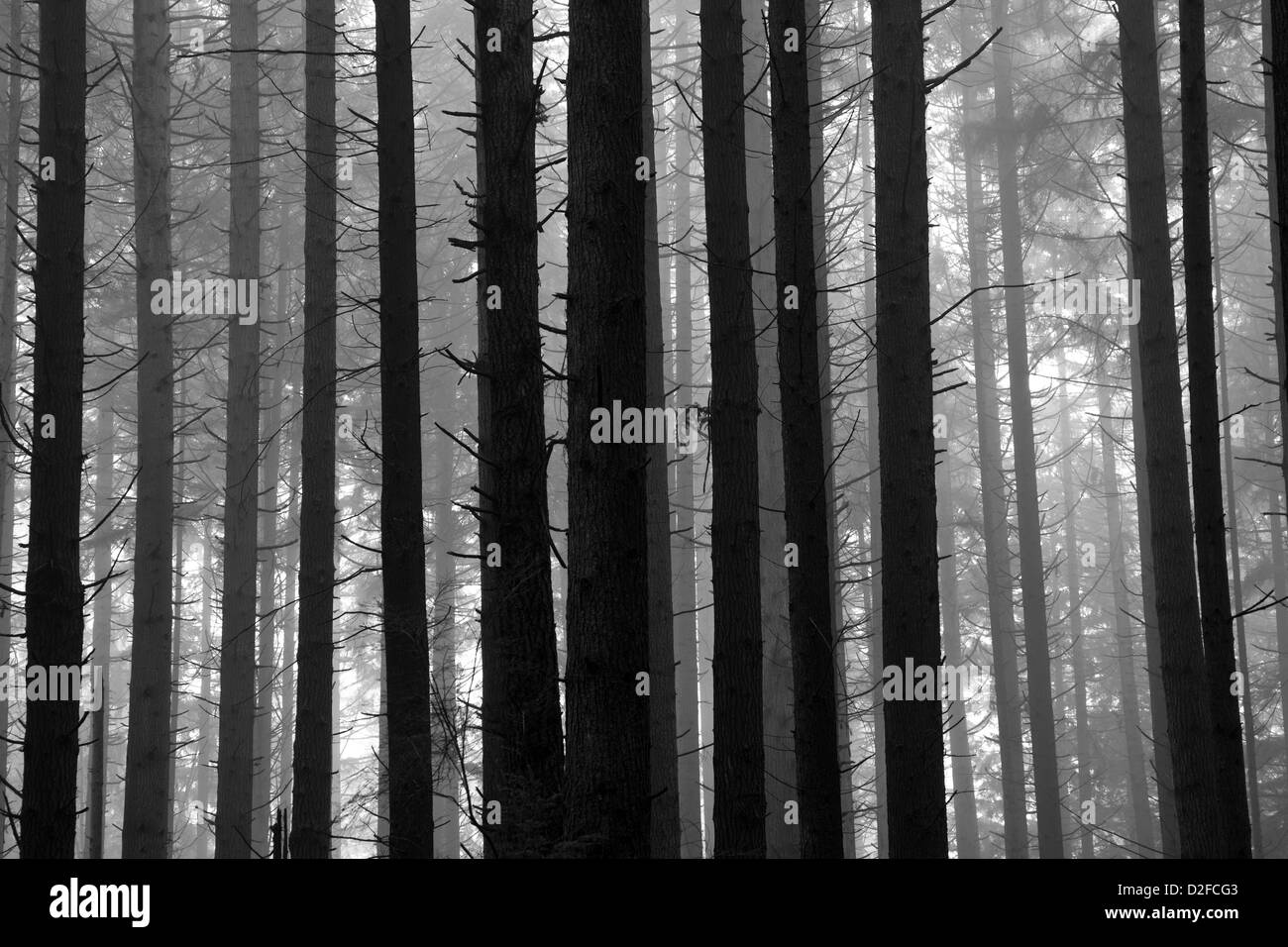 Tall tree growth on Black and White Stock Photos & Images - Alamy