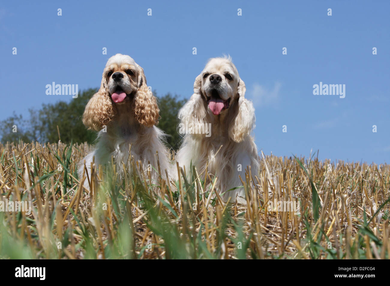Dog American Cocker Spaniel two adults (cream) sitting in a field Stock ...