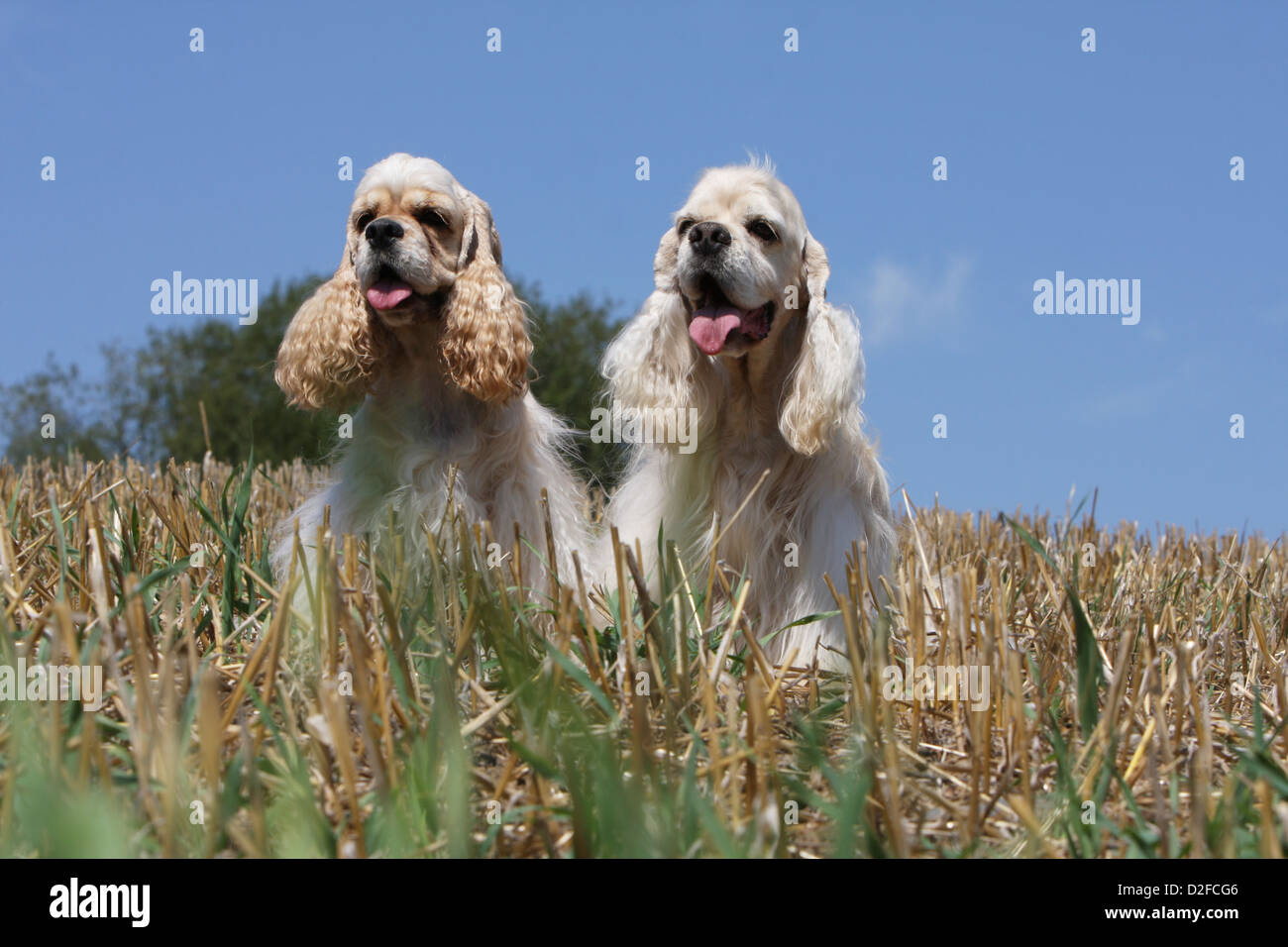 Dog American Cocker Spaniel two adults (cream) sitting in a field Stock ...
