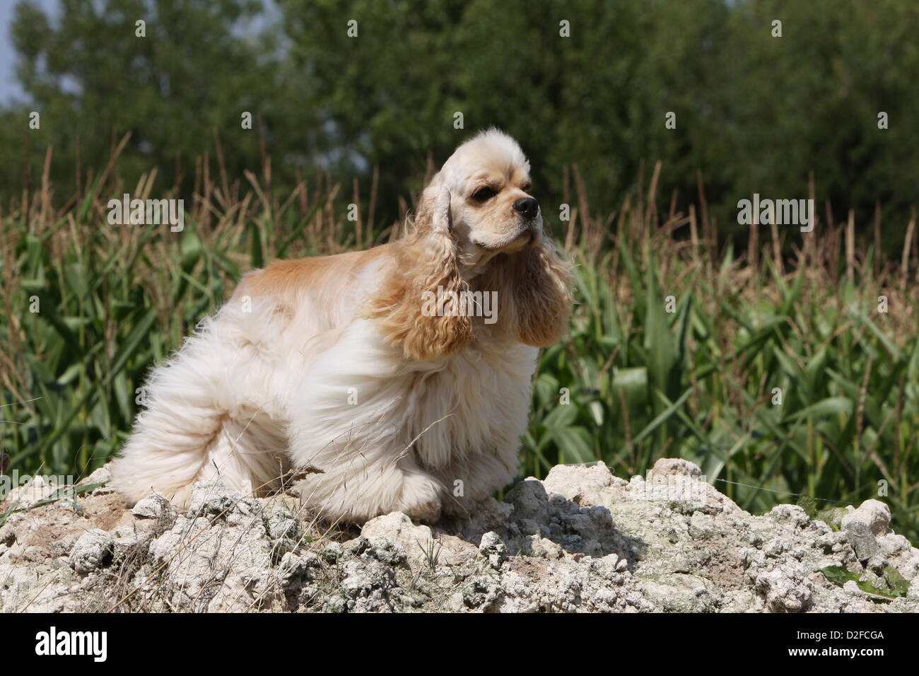 American cockers hi-res stock photography and images - Alamy