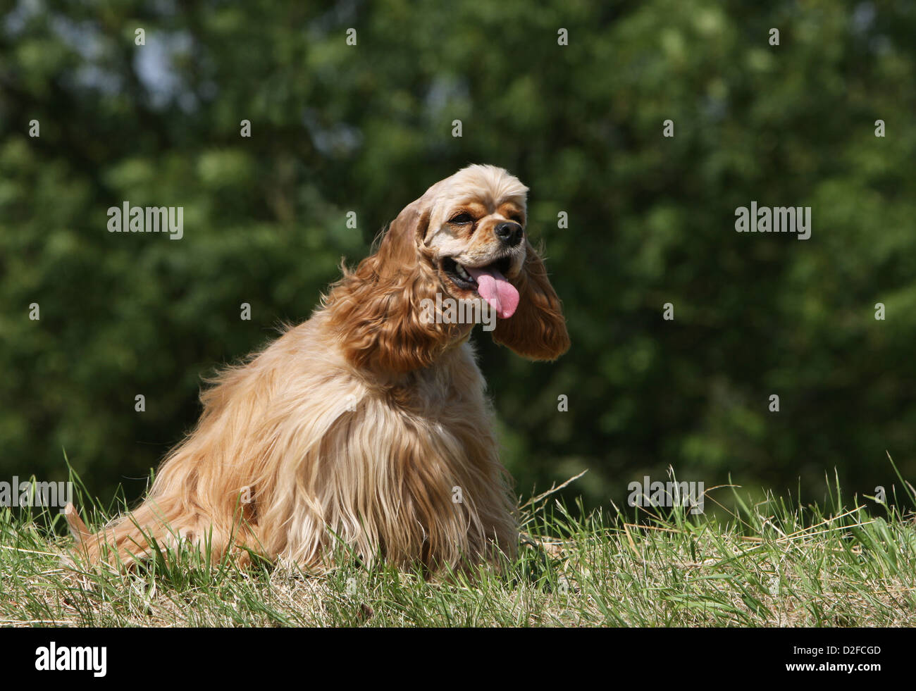 Dog American Cocker Spaniel adult (golden) sitting in a meadow Stock ...
