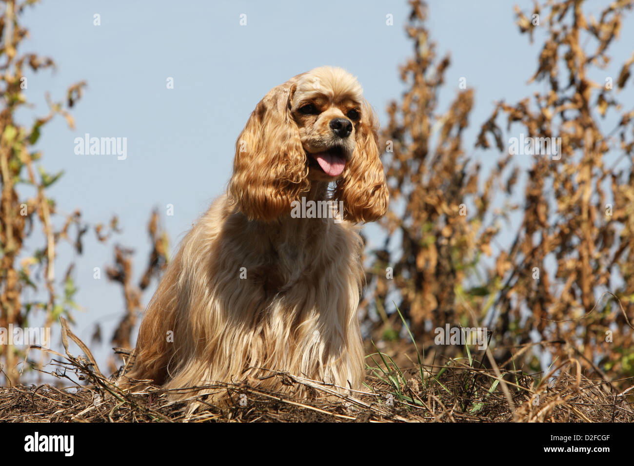 Dog American Cocker Spaniel adult (golden) standing in a field Stock ...
