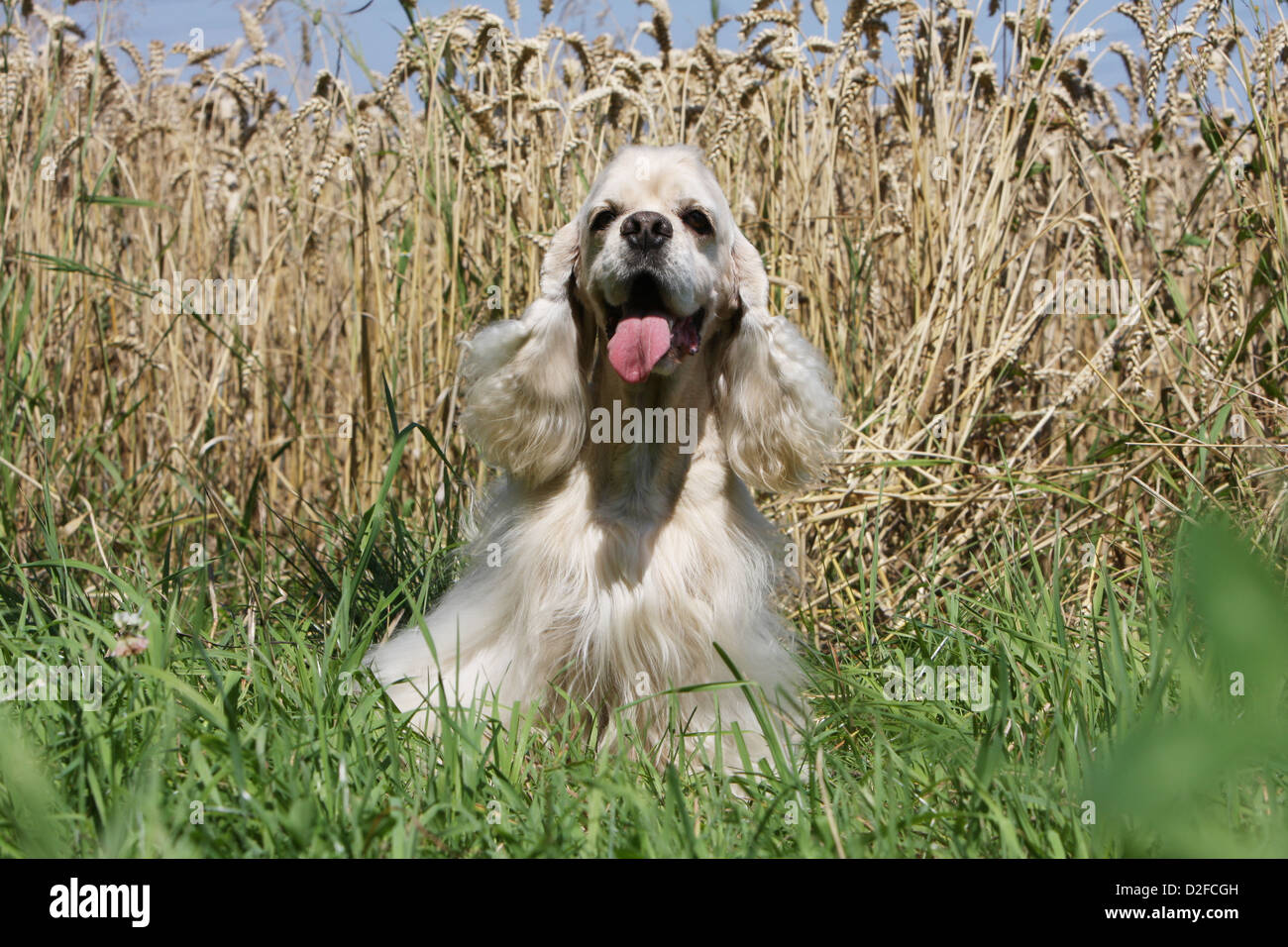 Dog American Cocker Spaniel adult (cream) sitting in a field Stock ...