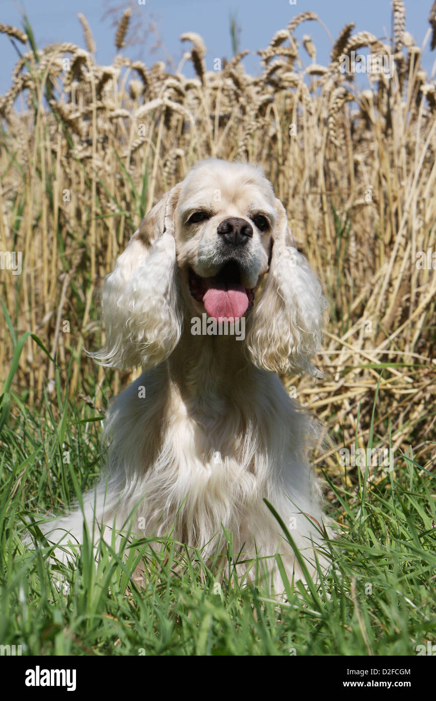 Dog American Cocker Spaniel adult (cream) sitting in a field Stock ...