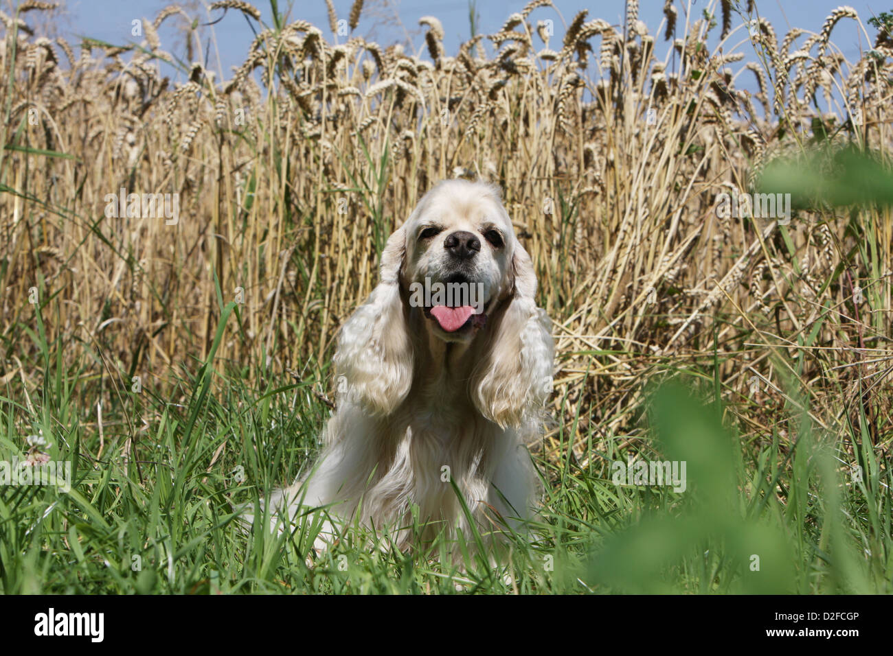 Dog American Cocker Spaniel adult (cream) sitting in a field Stock ...