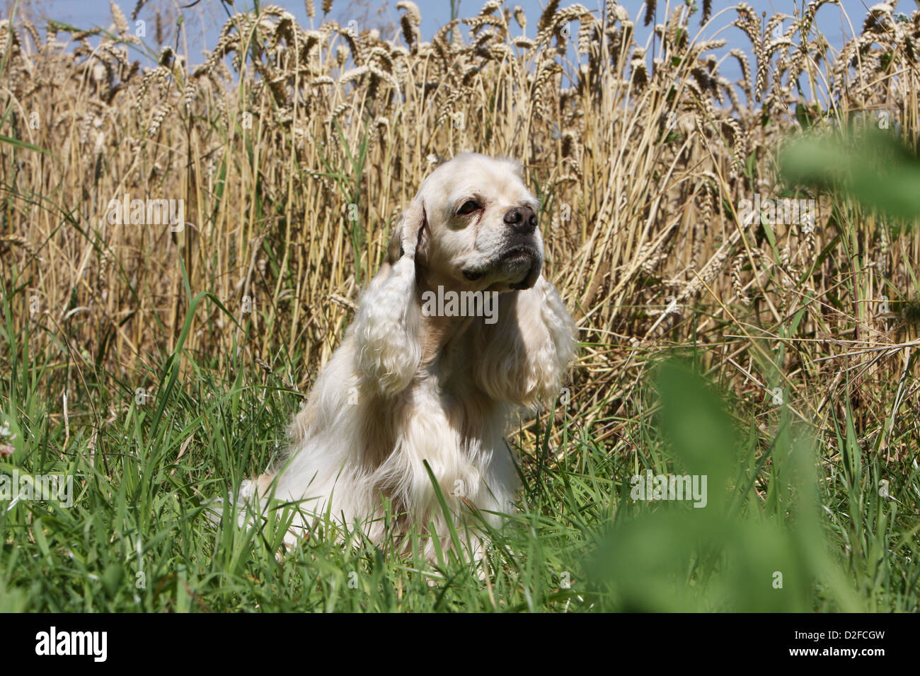 American cockers hi-res stock photography and images - Alamy