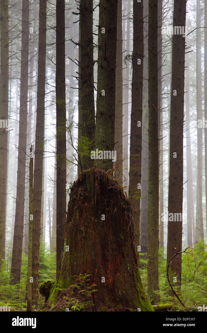 A rotting tree stump in a temperate rain forest near Vancouver, British ...