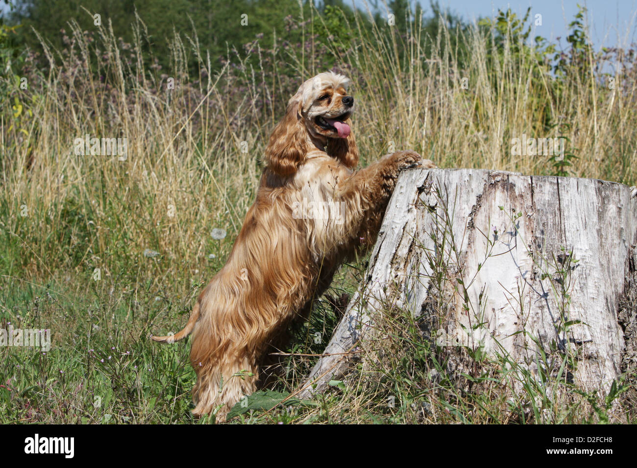 Dog American Cocker Spaniel adult (golden) standing profile Stock Photo ...