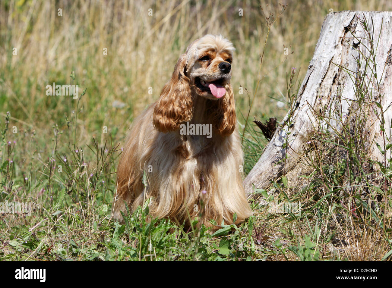 Dog American Cocker Spaniel adult (golden) standing in a meadow Stock ...