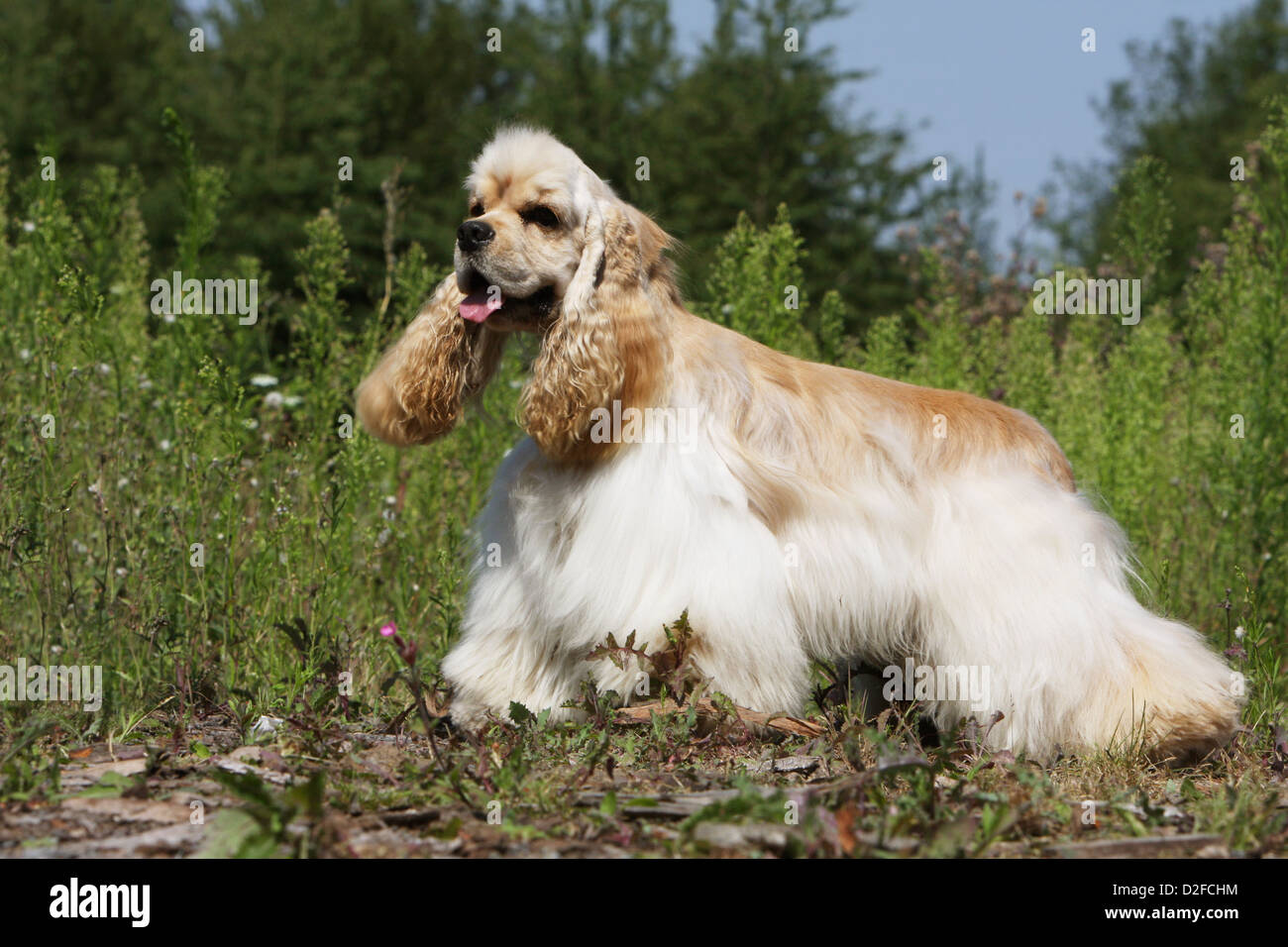 Dog American Cocker Spaniel adult (cream) standing profile Stock Photo ...