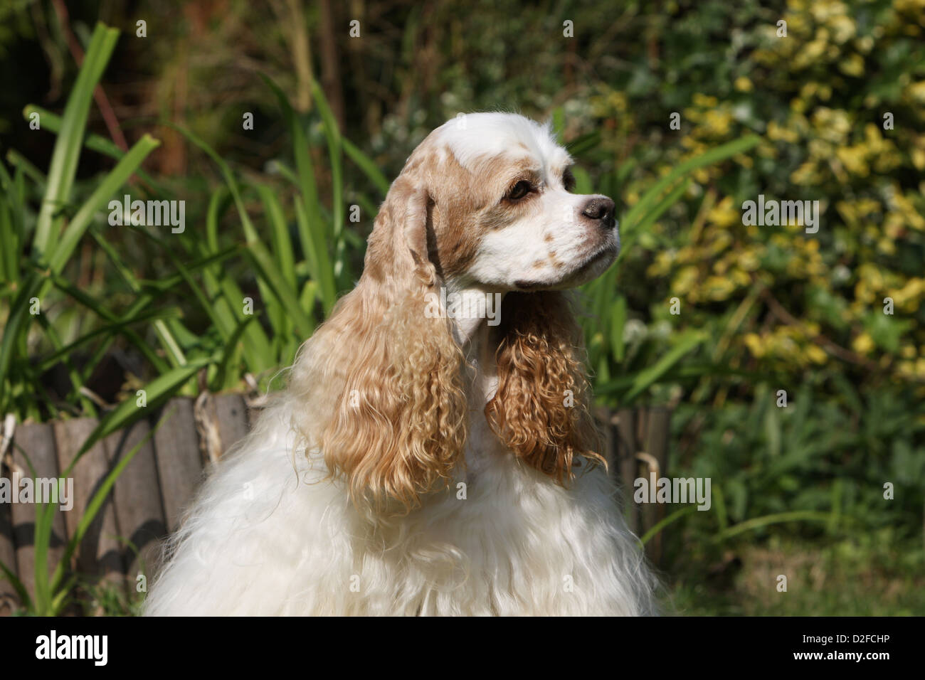 Cocker spaniel orange roan hi-res stock photography and images - Alamy