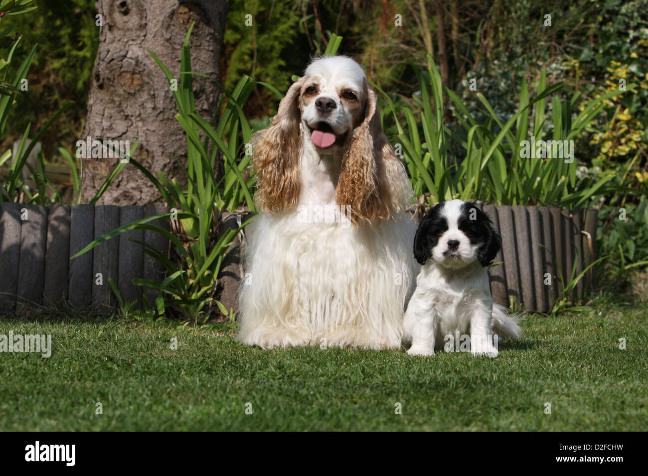 White cocker spaniel hi-res stock photography and images - Alamy