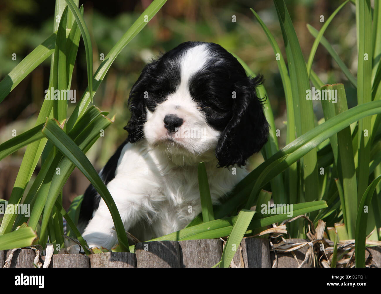 Black Baby Cocker Spaniel