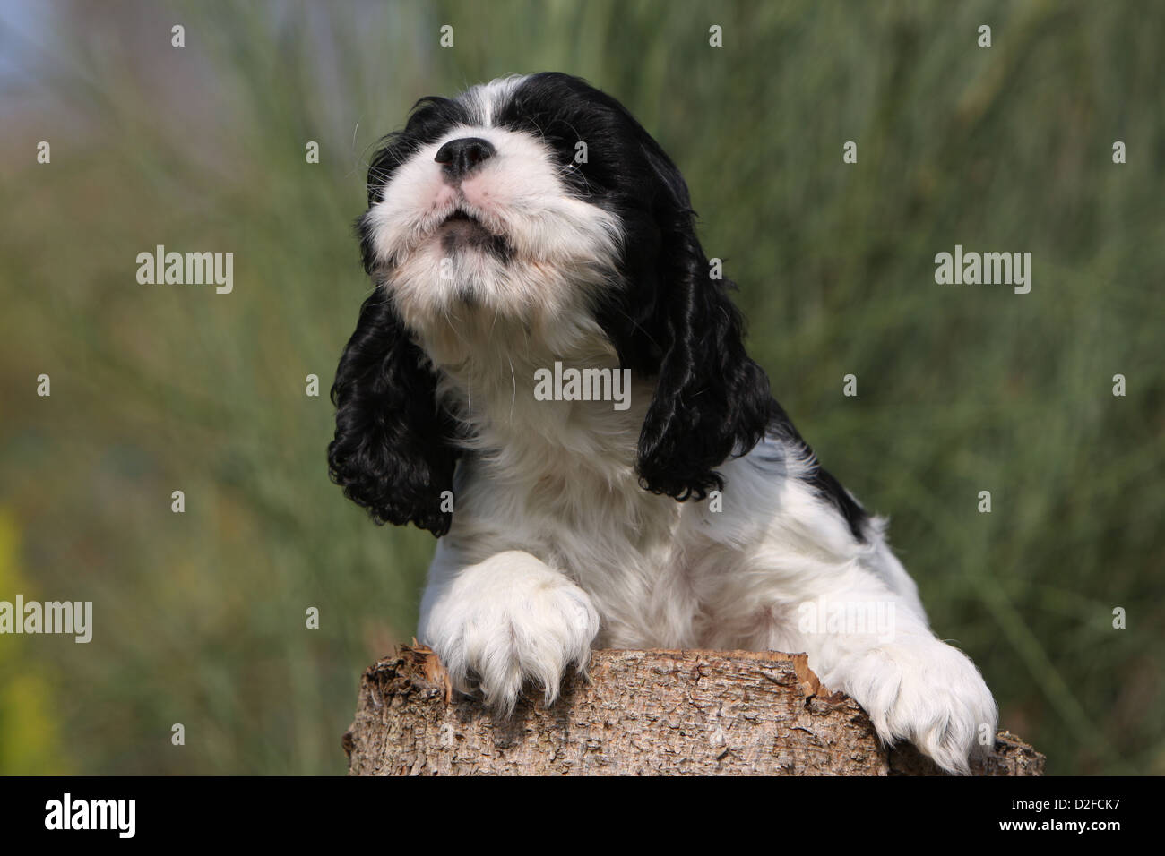 Dog American Cocker Spaniel puppy (black and white) howl on a wood ...