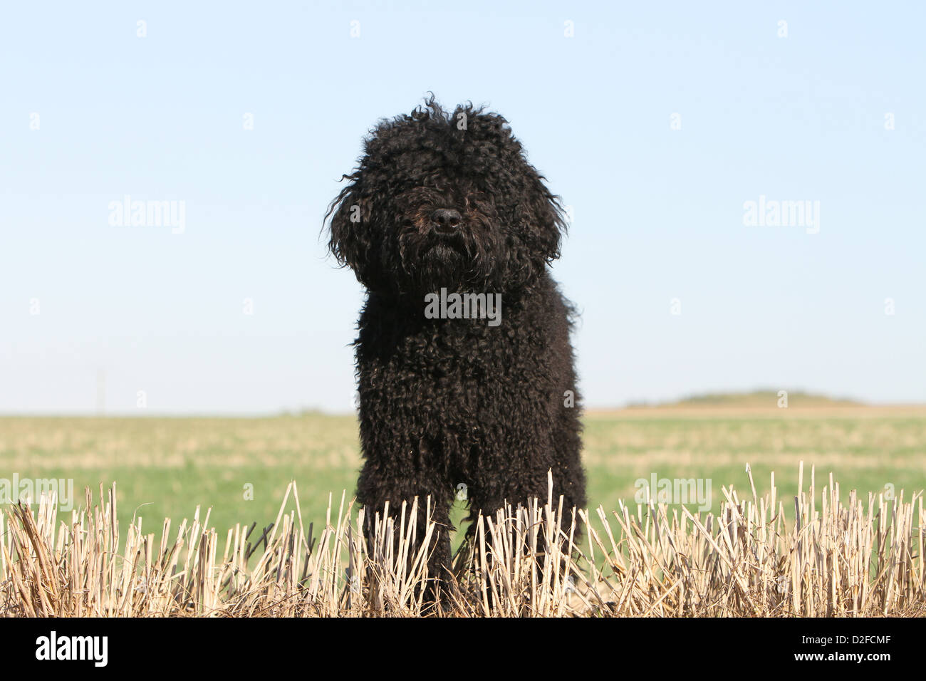Dog Barbet / French Water Dog adult sitting in a field Stock Photo - Alamy