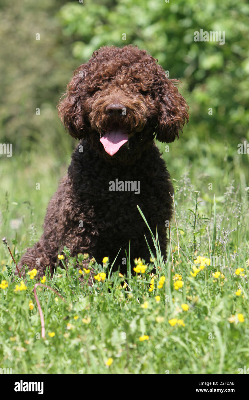 Barbet dog hi-res stock photography and images - Alamy