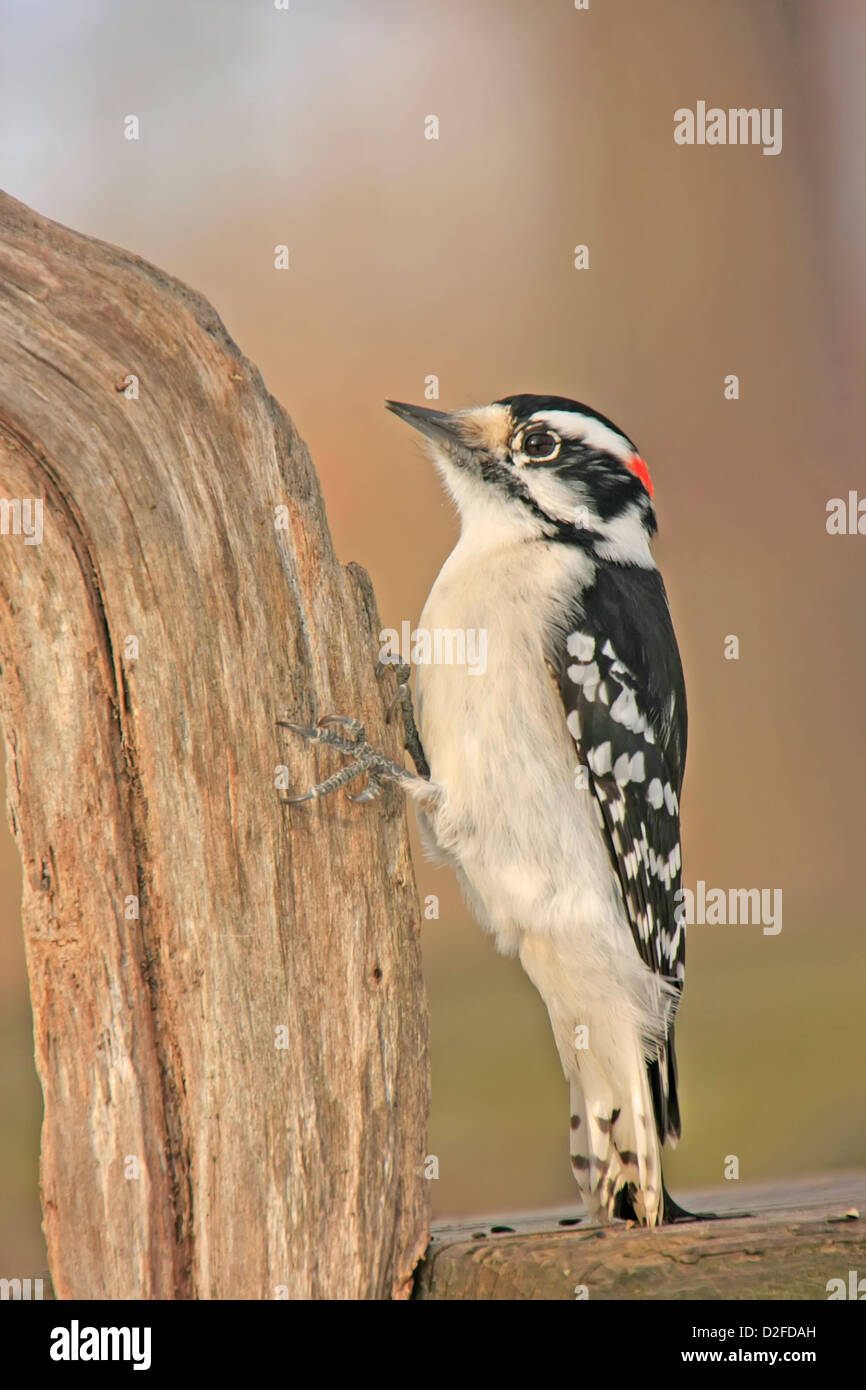 Picoides hi-res stock photography and images - Alamy