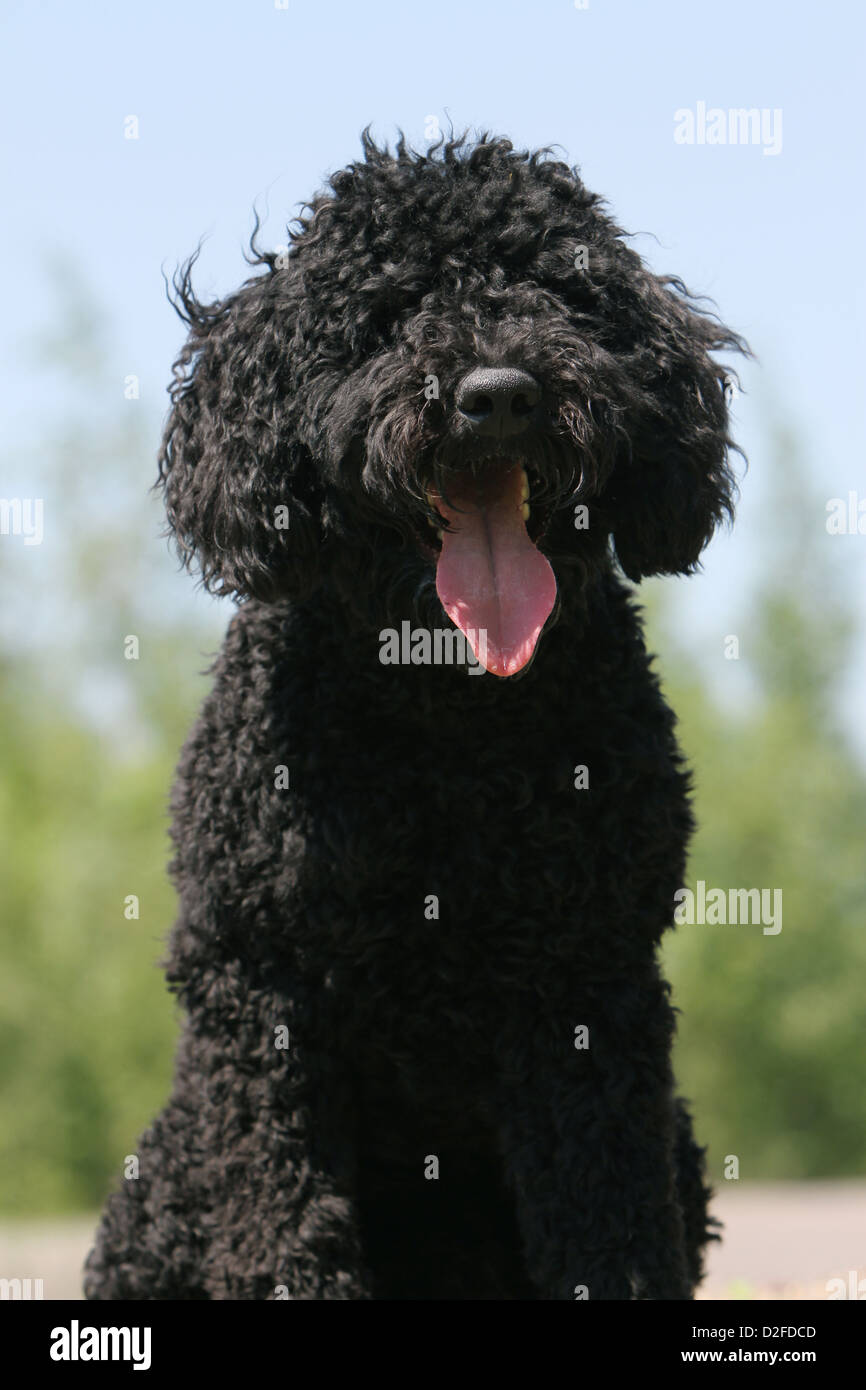 Dog Barbet / French Water Dog adult black portrait Stock Photo - Alamy