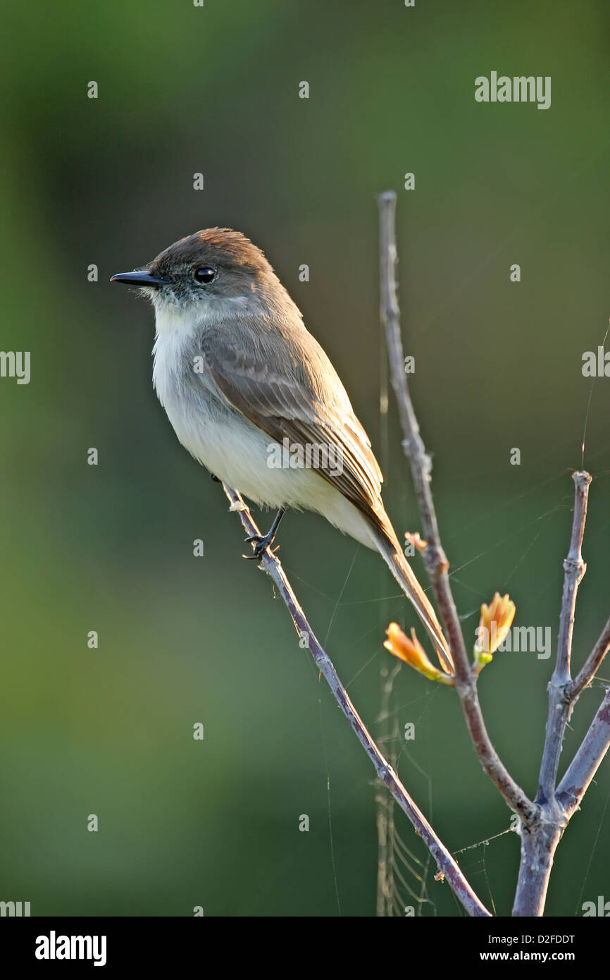 Eastern Phoebe (Sayornis phoebe Stock Photo - Alamy