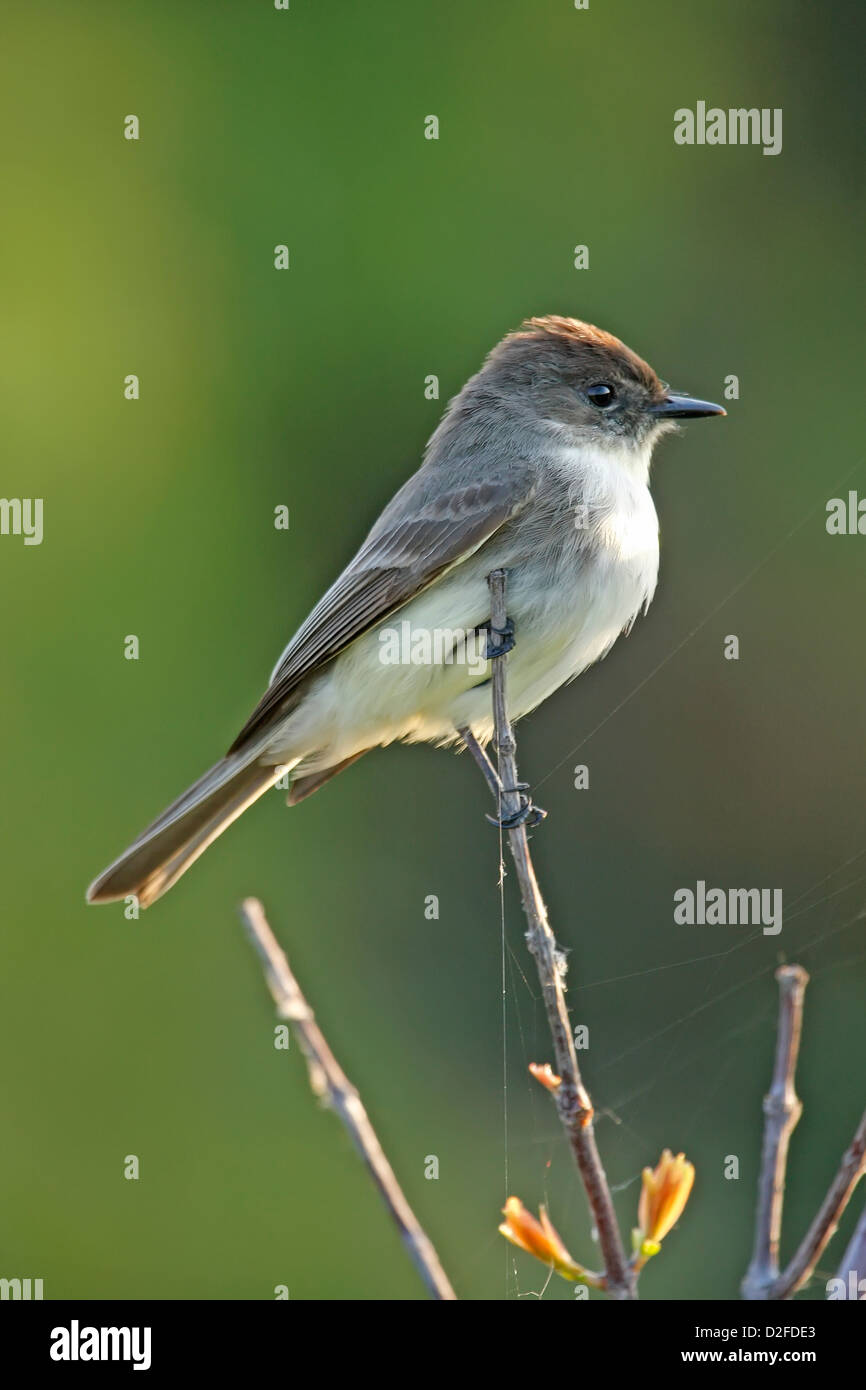 Eastern Phoebe (Sayornis phoebe Stock Photo - Alamy