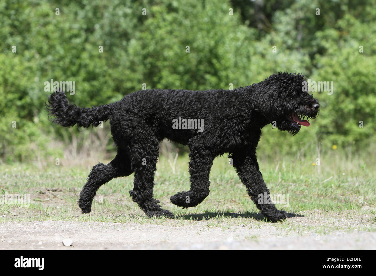 Dog Barbet / French Water Dog adult running Stock Photo - Alamy