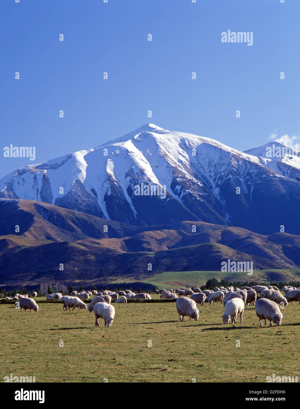 Snow-capped Southern Alps and sheep in pasture, Canterbury Plains ...