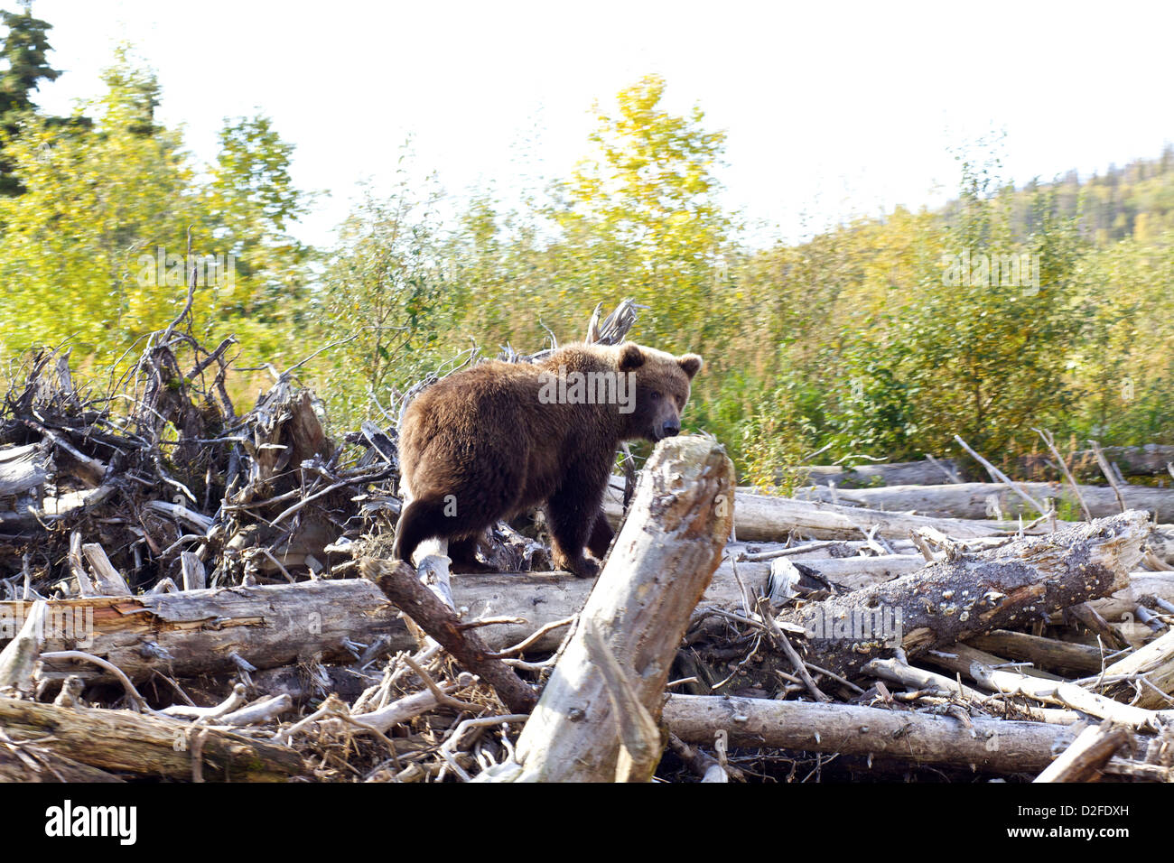A grizzly runs off over fallen logs after being surprised on Lake ...