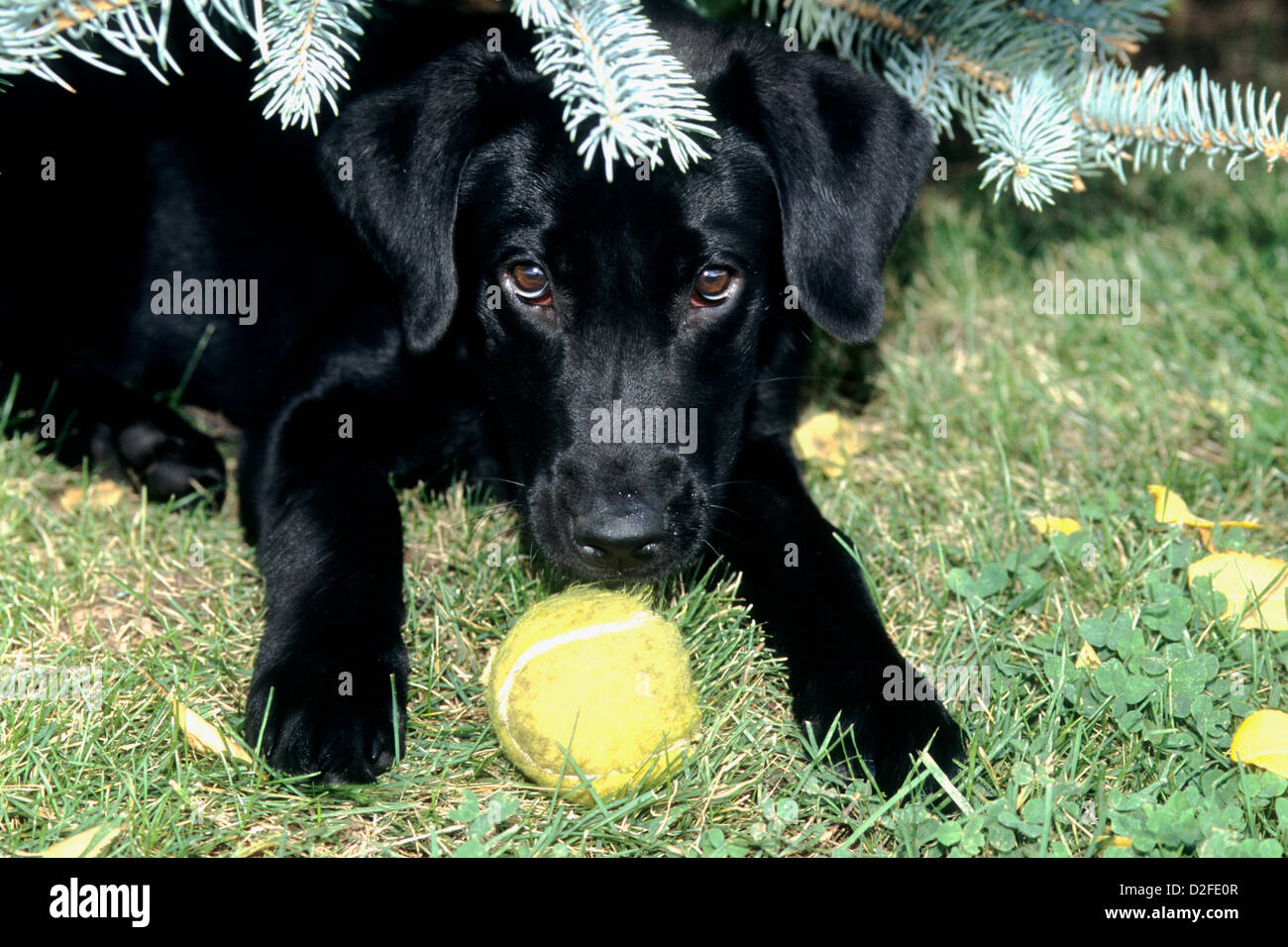 Black Labrador retriever puppy playing with tennis ball Stock Photo - Alamy