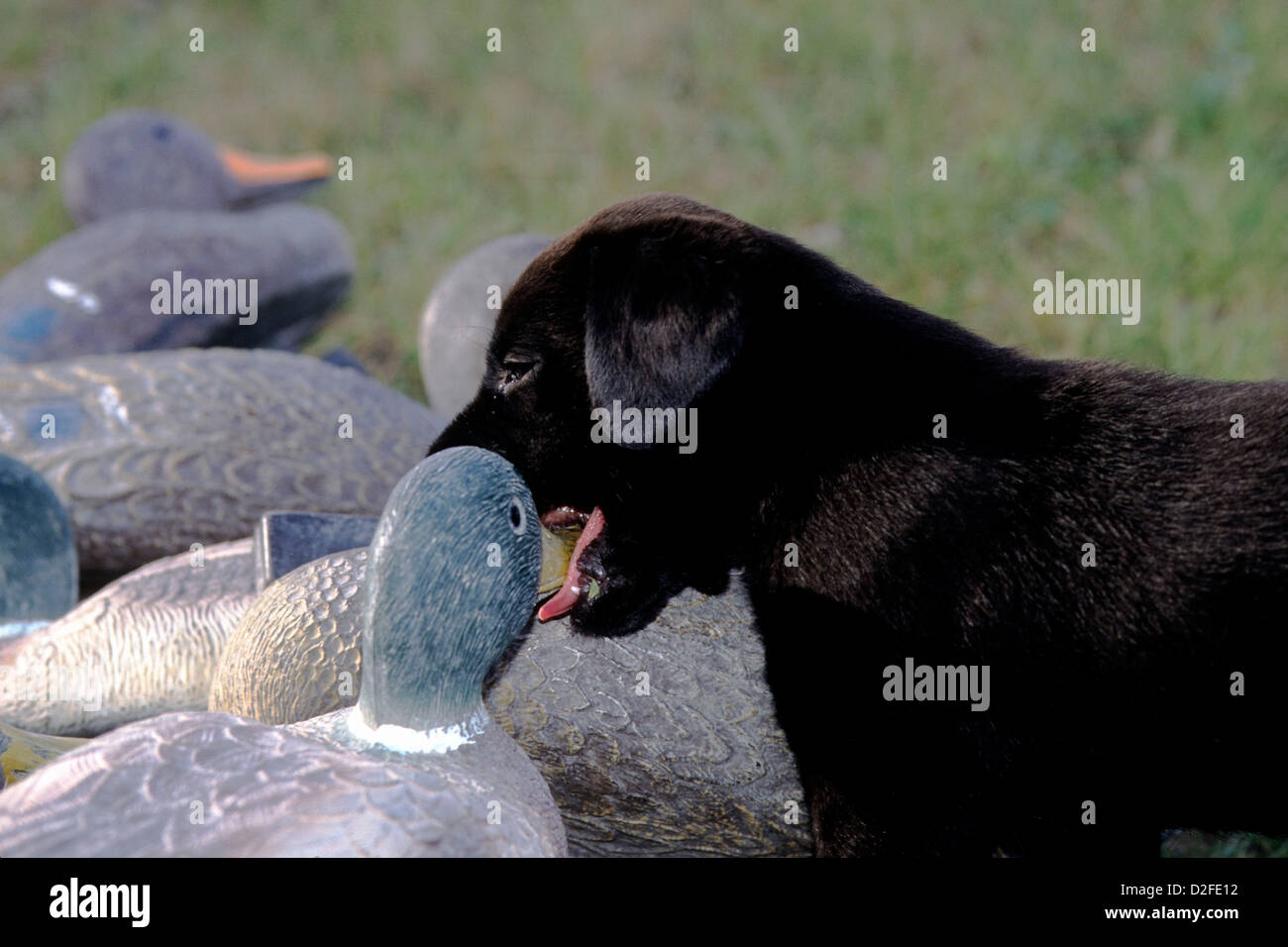 Black lab puppy in decoys hi-res stock photography and images - Alamy