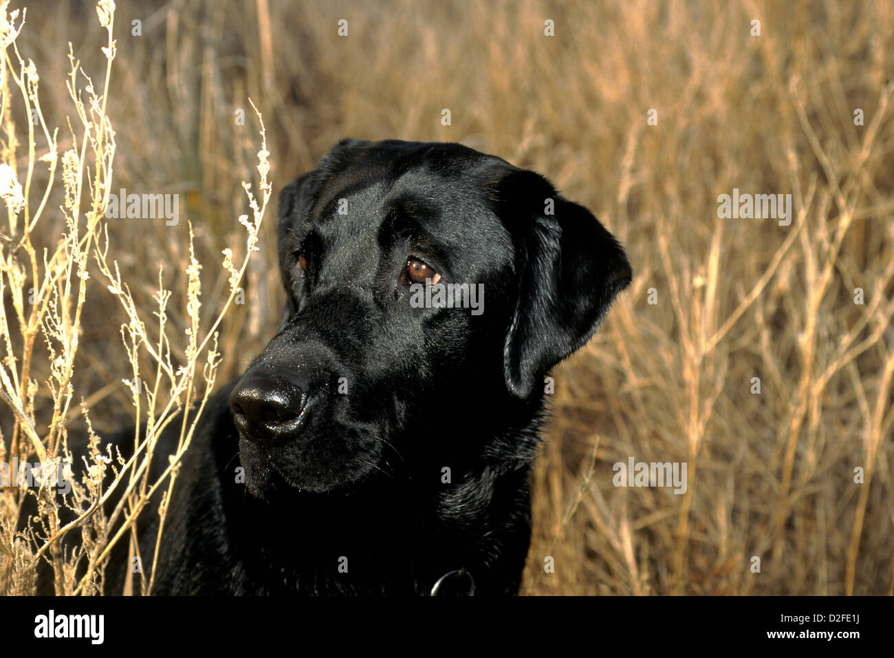 Black Labrador retriever portrait Stock Photo - Alamy