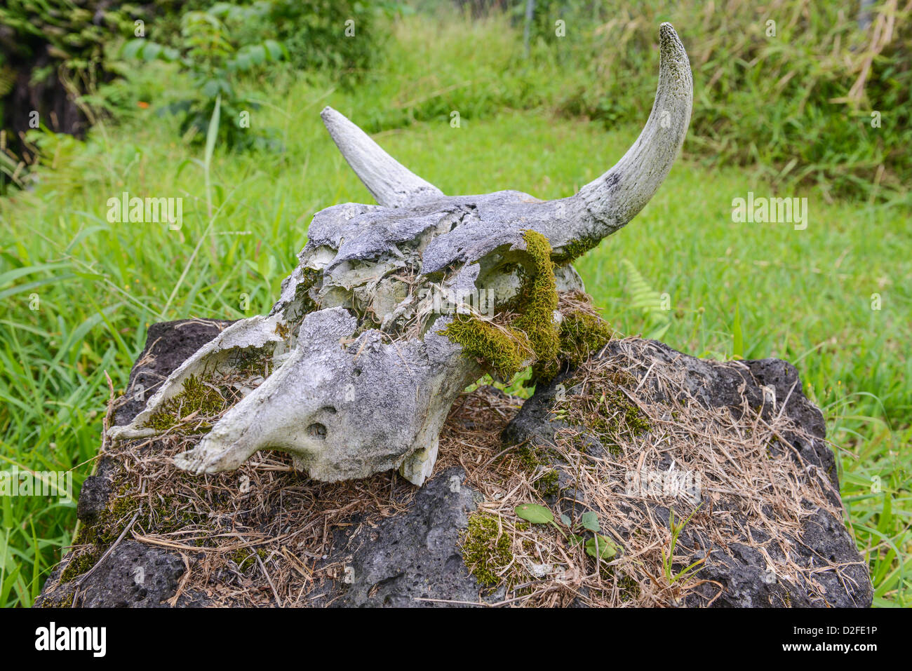Skeleton of a cow hi-res stock photography and images - Alamy