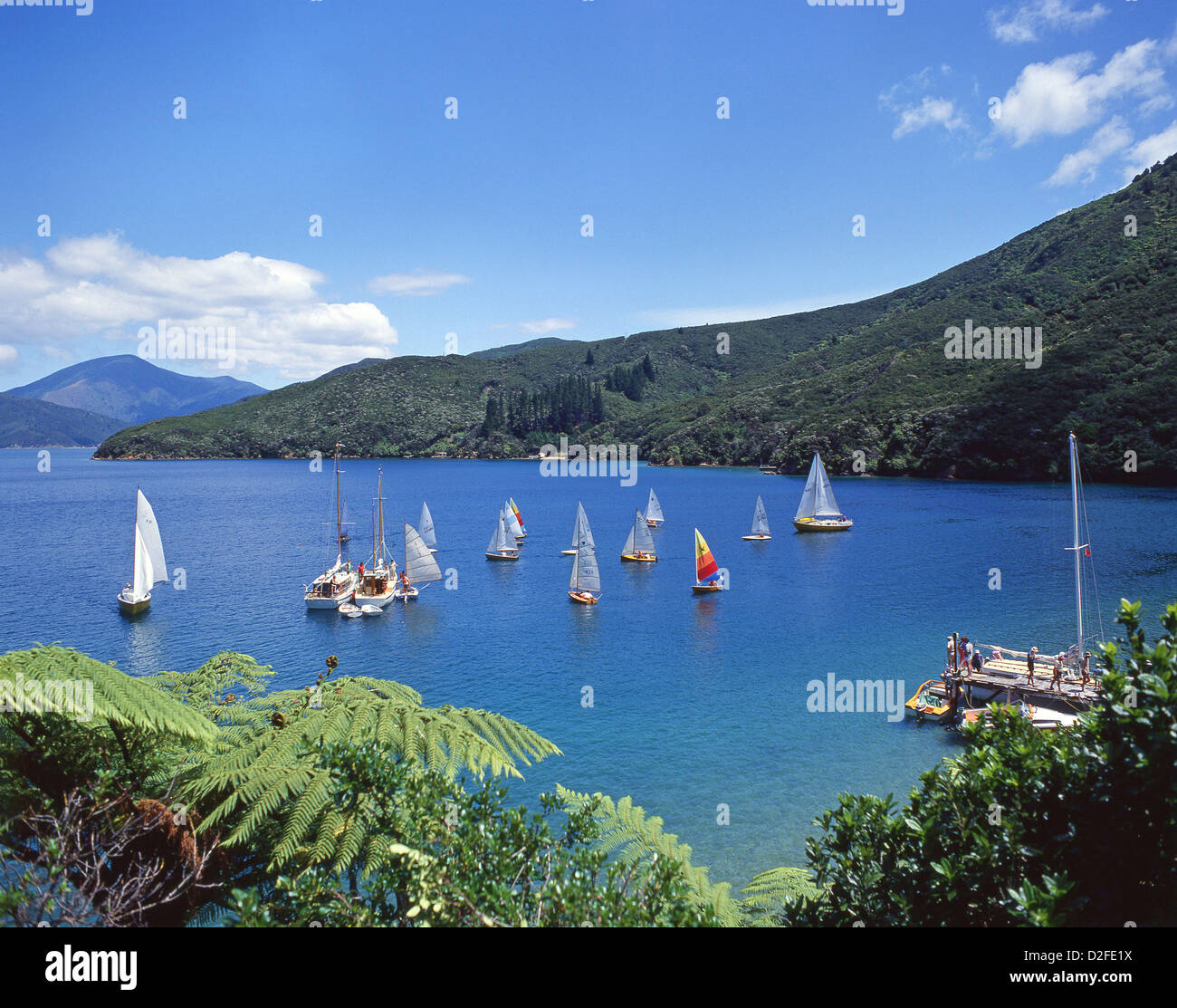 Yacht regatta in Blackwood Bay, Queen Charlotte Sound, Marlborough ...